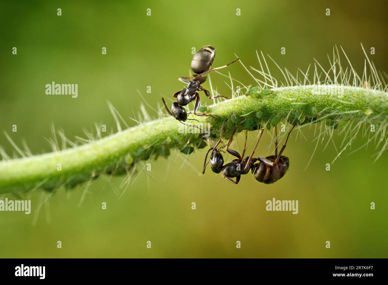 Two ants with a colony of small green aphids on a horizontal stem of a ...