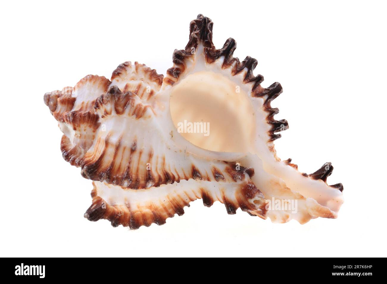 sea shell isolated on the white background Stock Photo - Alamy