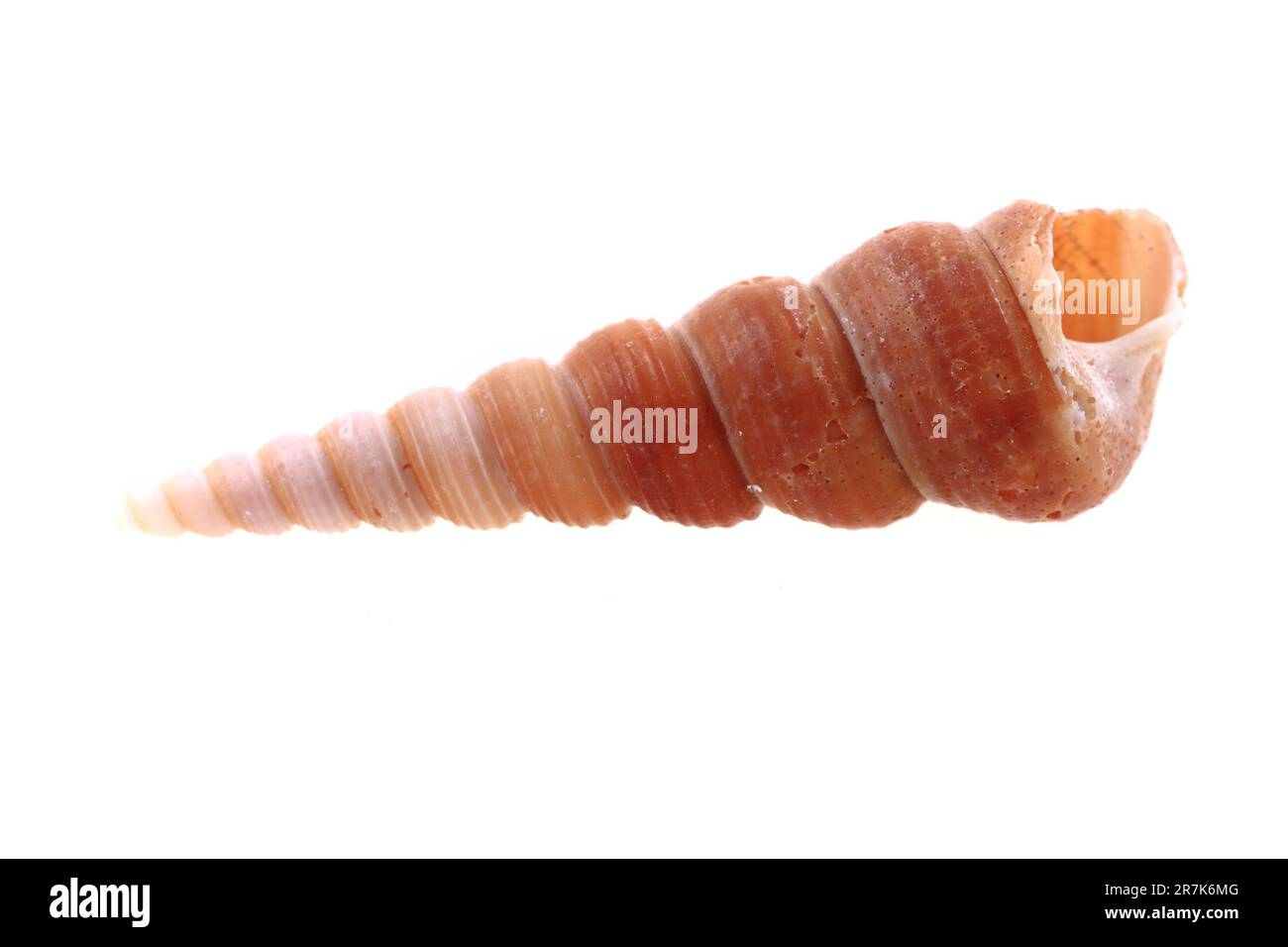 sea shell isolated on the white background Stock Photo - Alamy