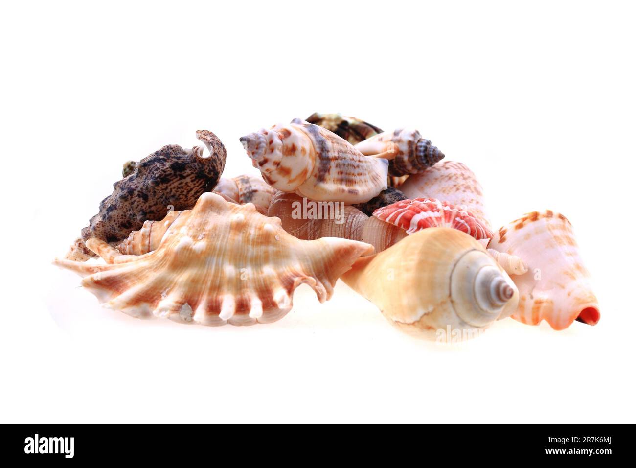 Empty shells on beach Cut Out Stock Images & Pictures - Alamy