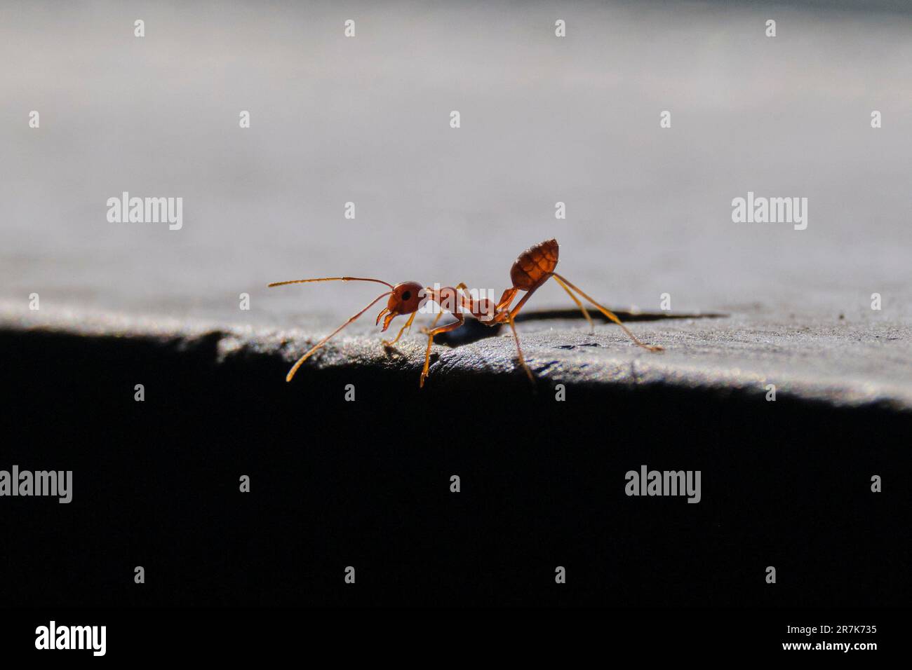 A close-up shot of a small ant, its antennae and six legs clearly ...
