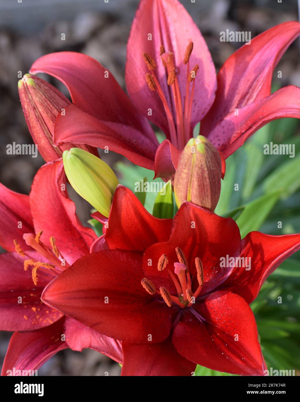 A group of deep red Asiatic lilies along with their unopened bulbs ...