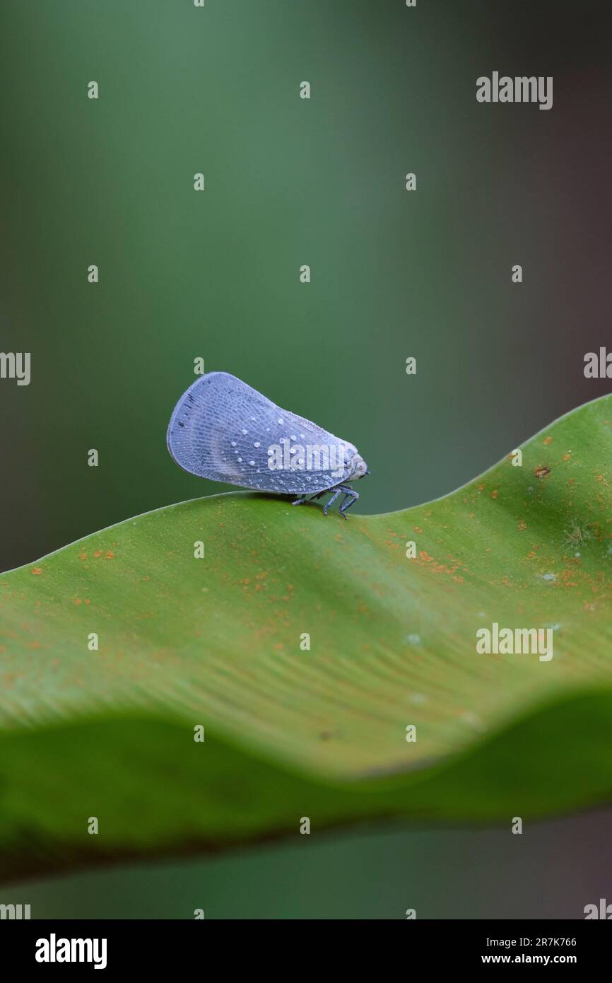 Tiny green leafhopper hi-res stock photography and images - Alamy