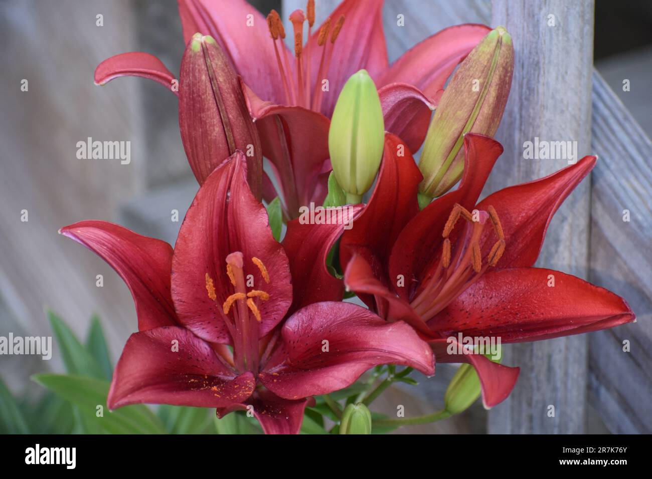 A group of deep red Asiatic lilies along with their unopened bulbs ...