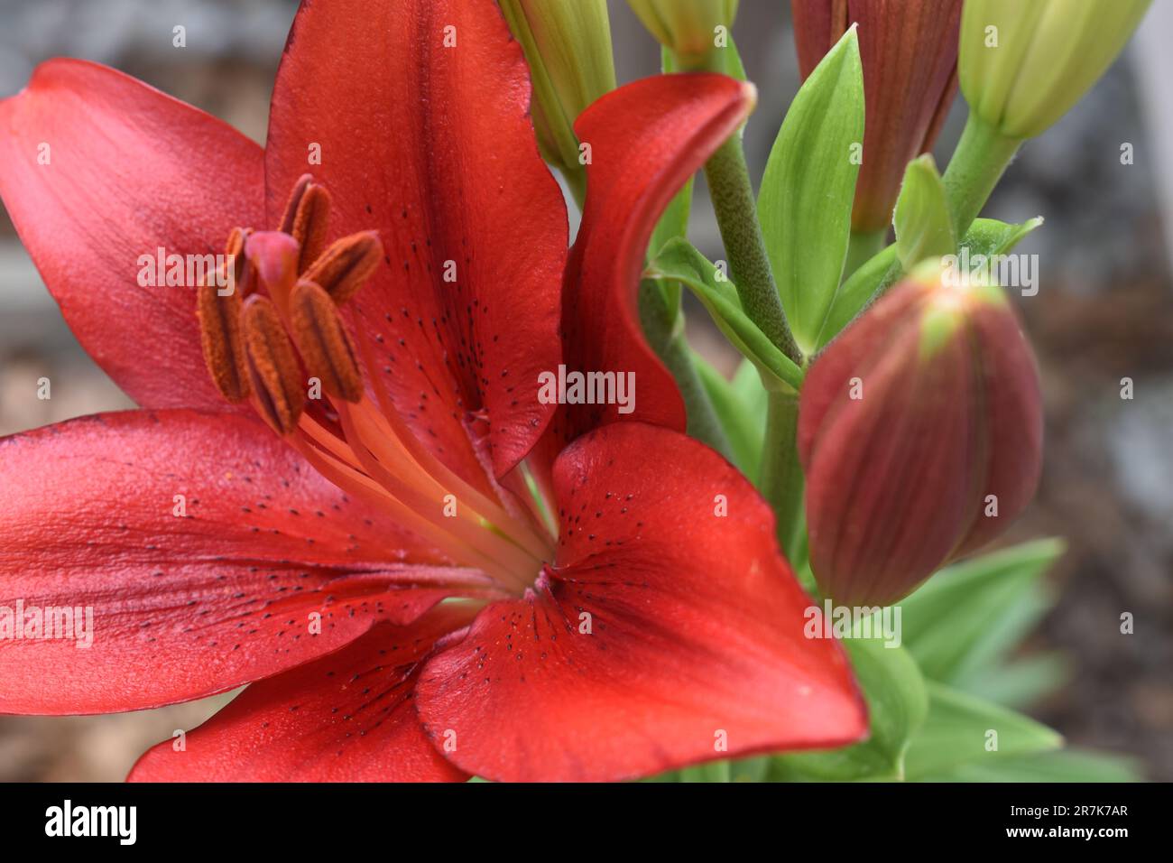 Lilium maroon red asiatic lily hi-res stock photography and images - Alamy