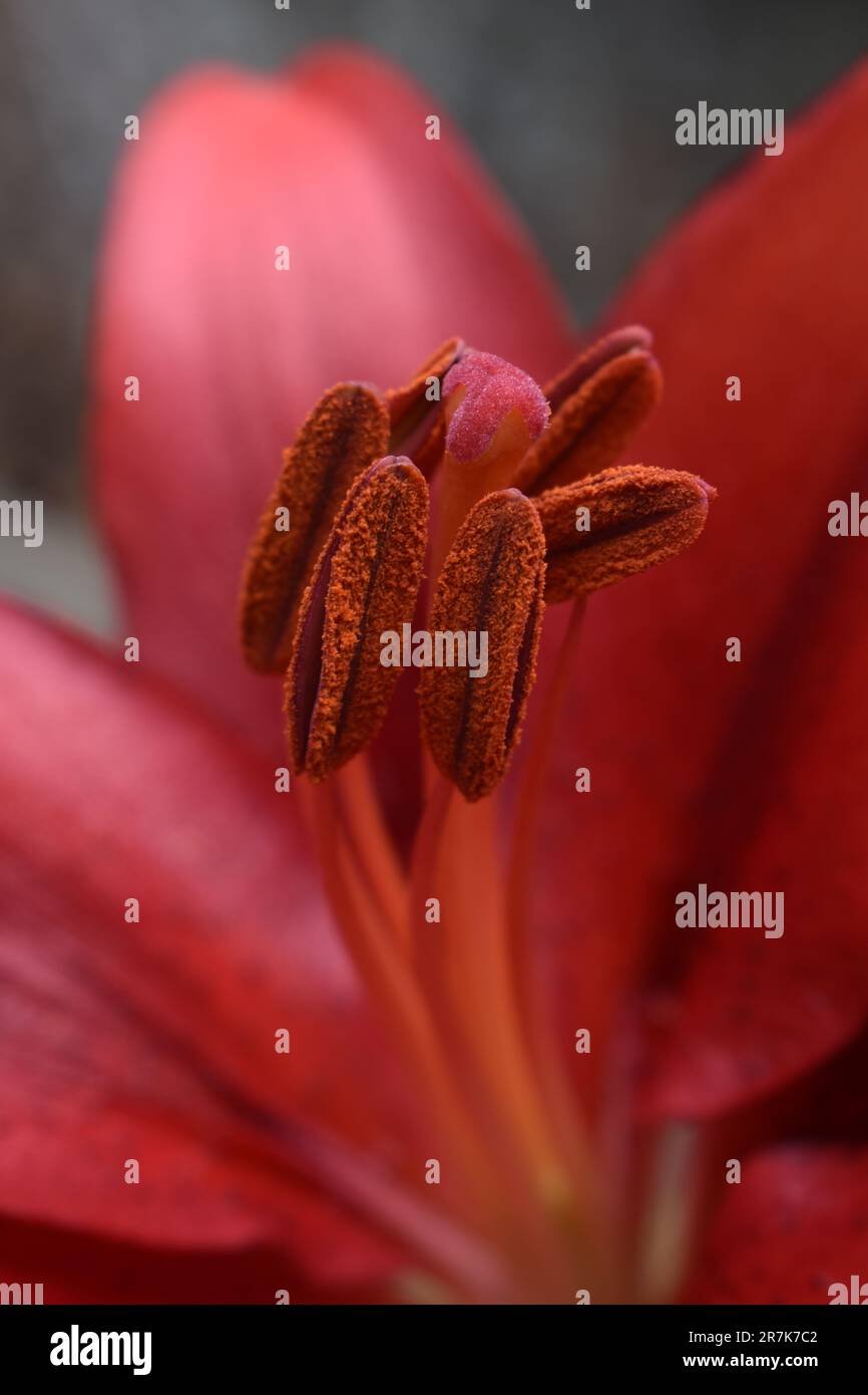 Closeup of a deep red Asiatic lily, lilium, showing the pollen on the ...