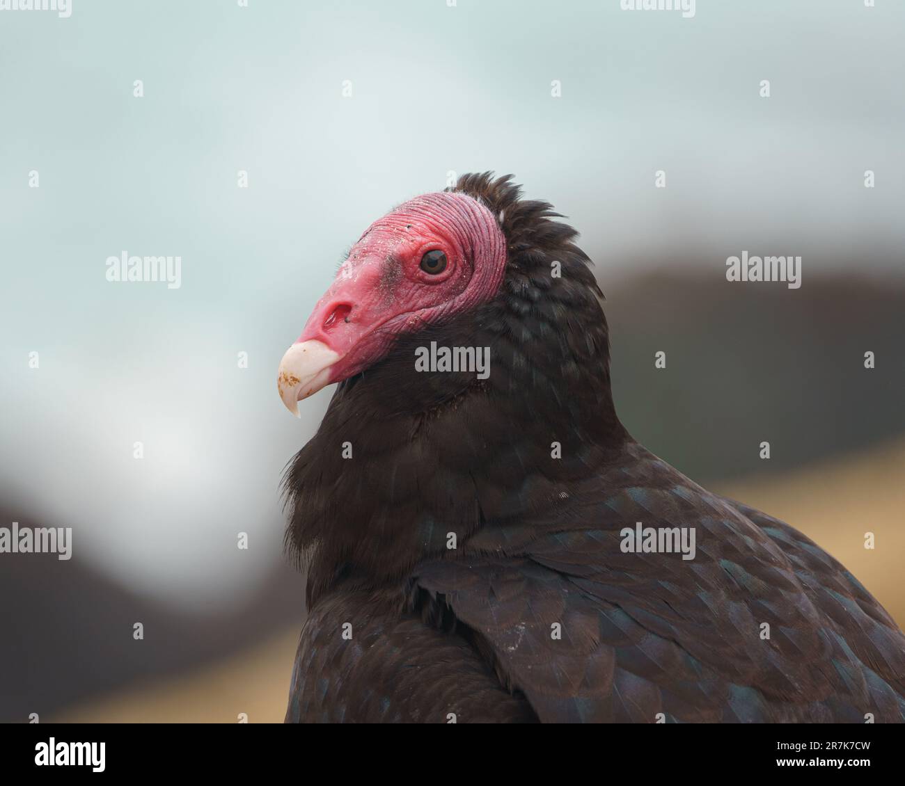 Turkey Vulture (Cathartes Aura) Detailed Portraits at the Beach Stock ...