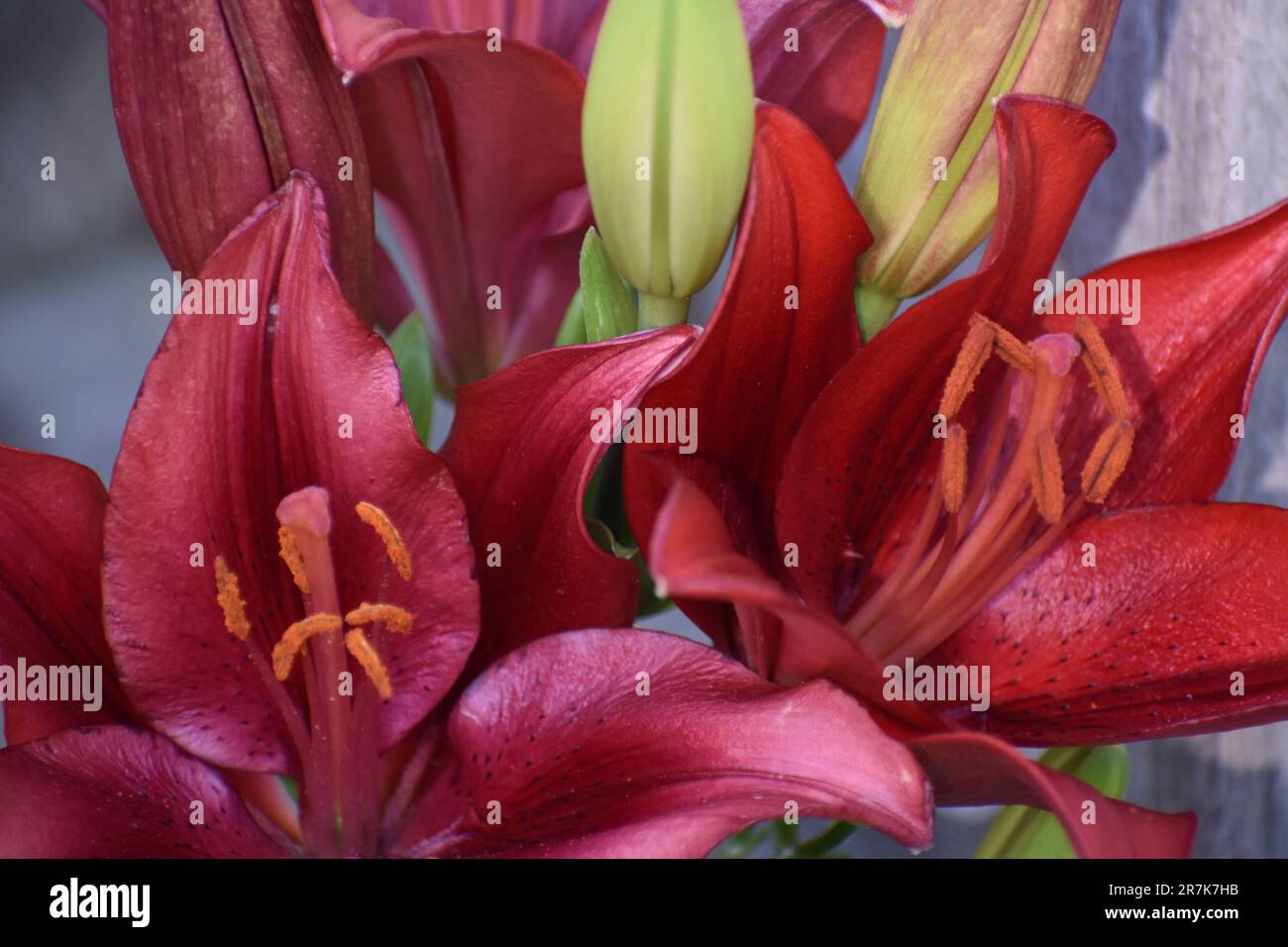 A group of deep red Asiatic lilies along with their unopened bulbs ...