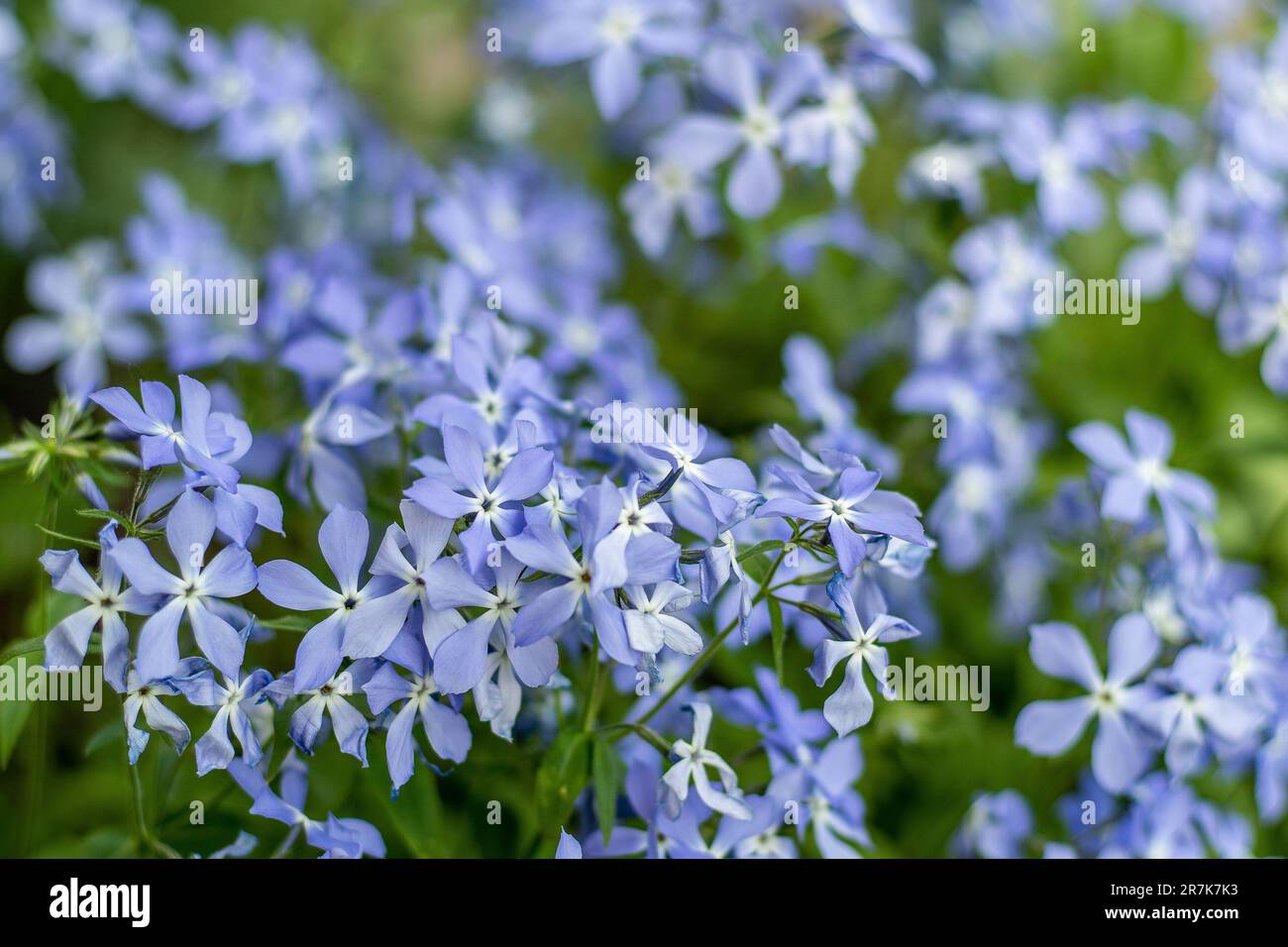 Fabulous Blue Dark Center. Blue phlox flowers. Floral background in the ...