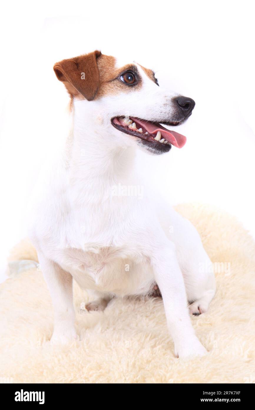 jack russel dog is resting as model Stock Photo - Alamy
