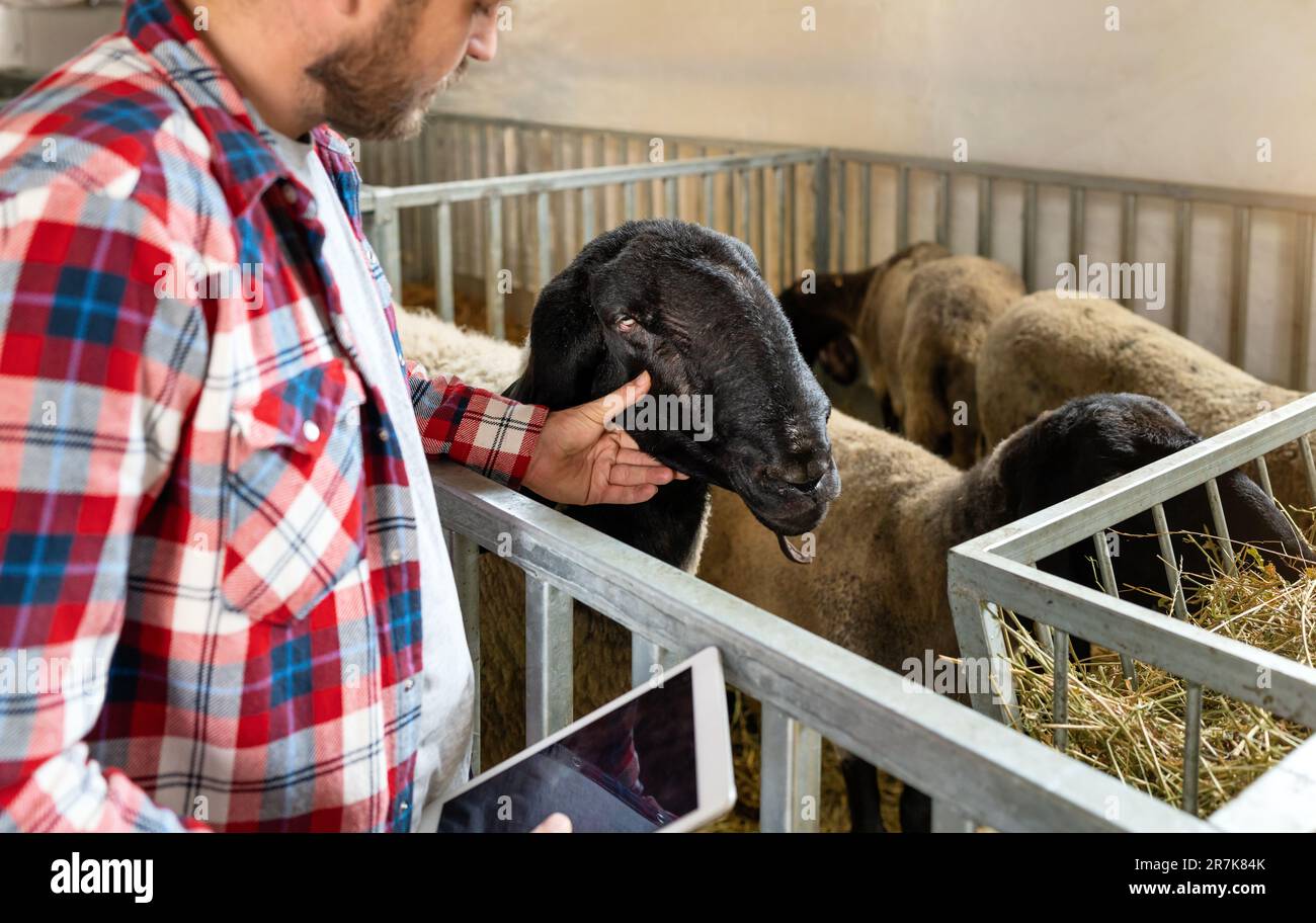 Medical examination at sheep farm, farm work doing checkup of animals ...