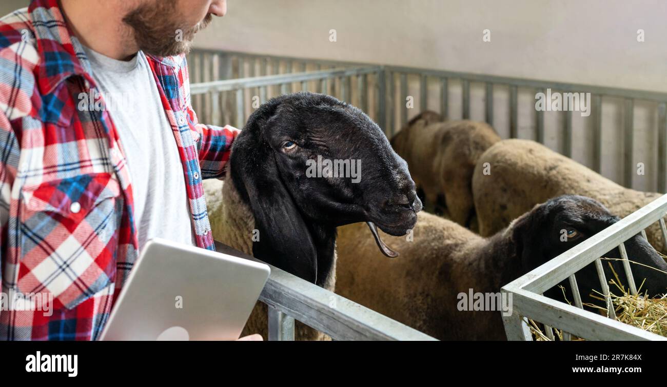 Photo of Tsigai breed ram in sheep farm and farm worker Stock Photo - Alamy