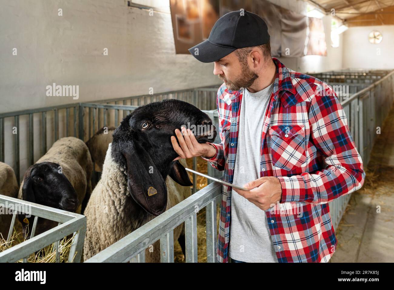 Sheep farm medical checkup Stock Photo - Alamy