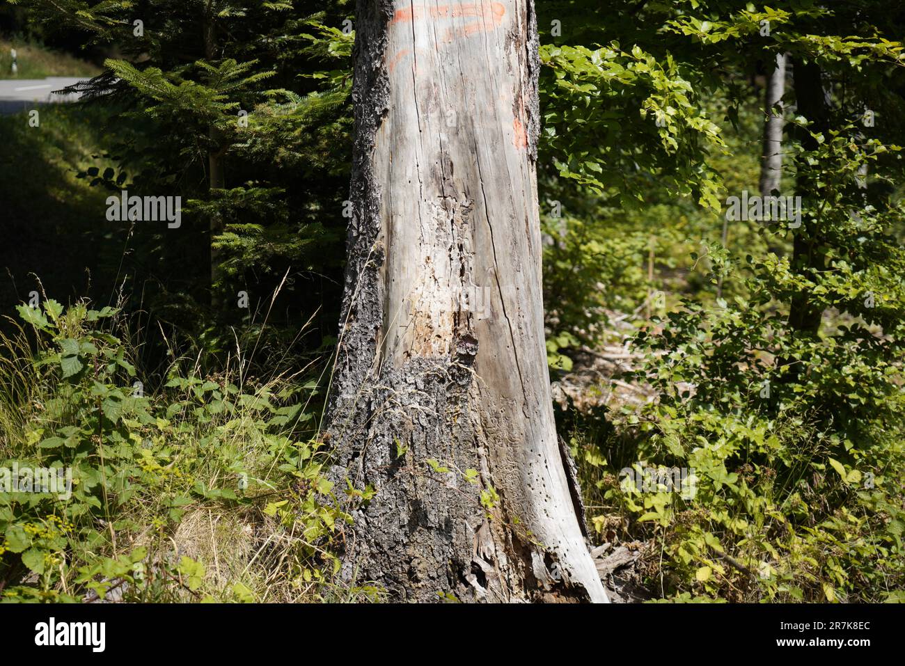 dying forests due to senseless clearing in the forest Tree stump in the ...