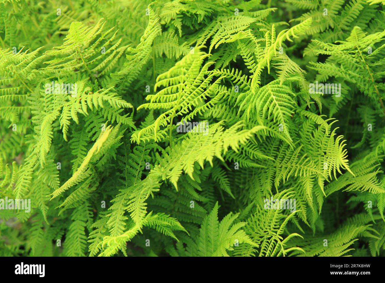 green fern leaves texture as nice natural background Stock Photo - Alamy