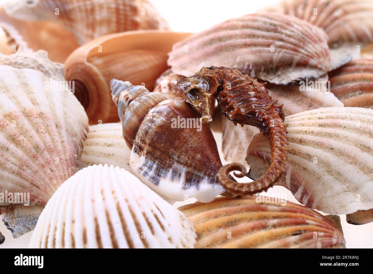 Shell souvenirs hi-res stock photography and images - Alamy