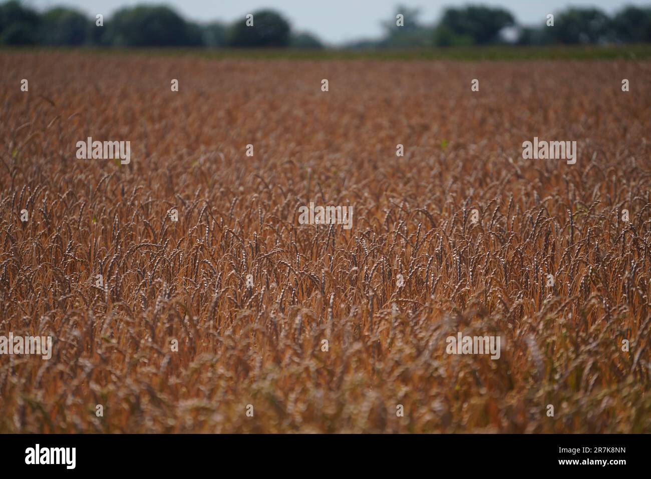 Grains in the field before harvest in agriculture Stock Photo - Alamy