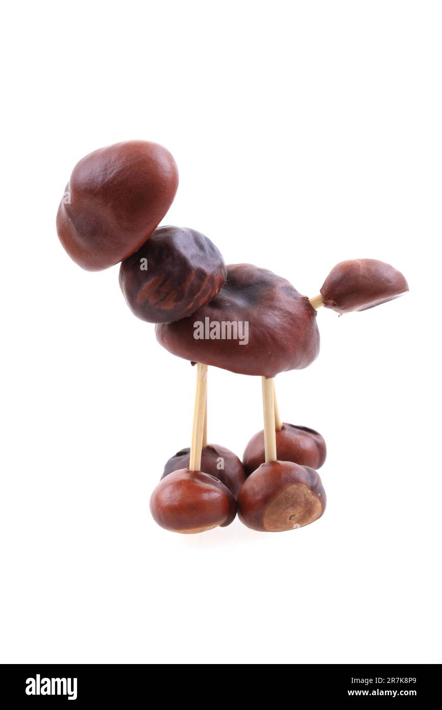 chestnuts animal isolated on the white background Stock Photo - Alamy