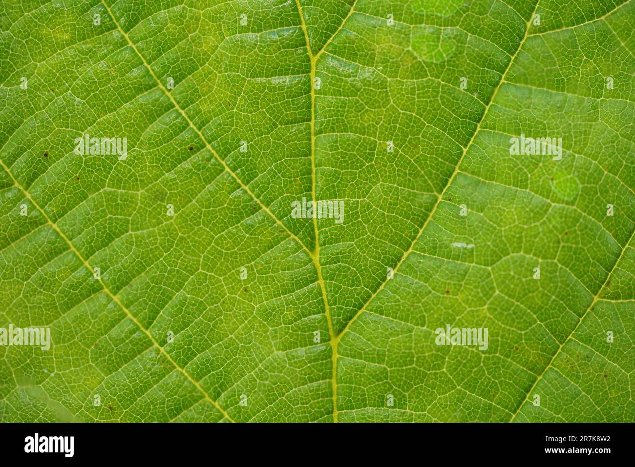 Leaf of a deciduous tree in autumn created in detail in the studio ...