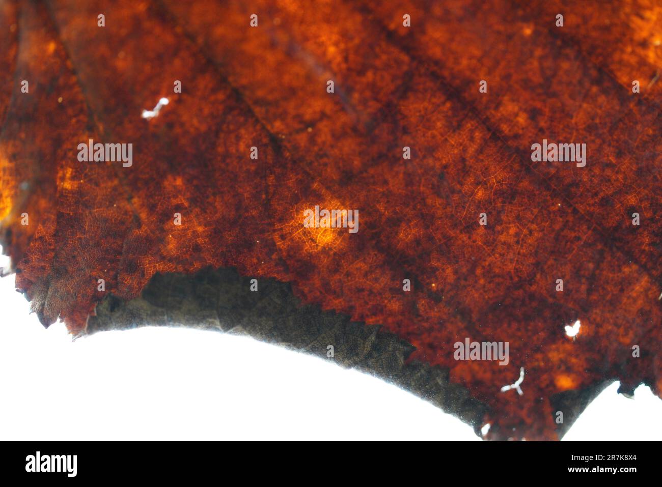 Leaf of a deciduous tree in autumn created in detail in the studio ...