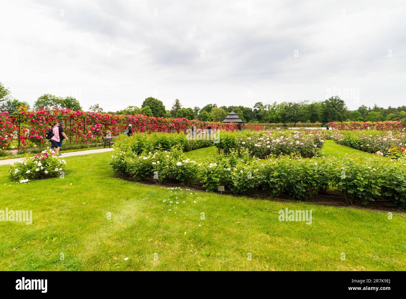 Countess Margit Cziraky Rose Garden, founded in 1908, Esterhazy Palace ...