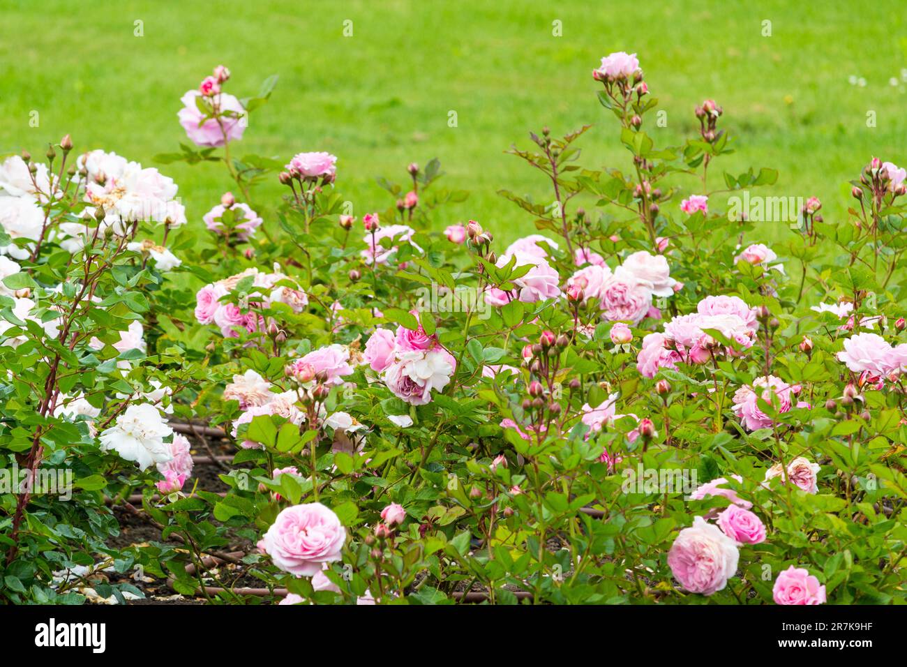 'Constanze Mozart' rose in Countess Margit Cziraky Rose Garden, founded ...