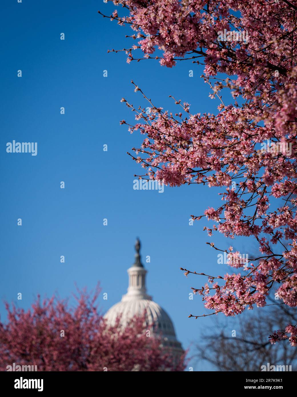 An idyllic image of cherry blossom trees in bloom with the iconic US ...