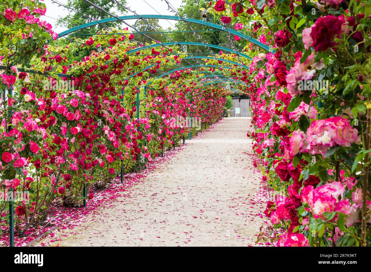 Rose arbour hi-res stock photography and images - Alamy