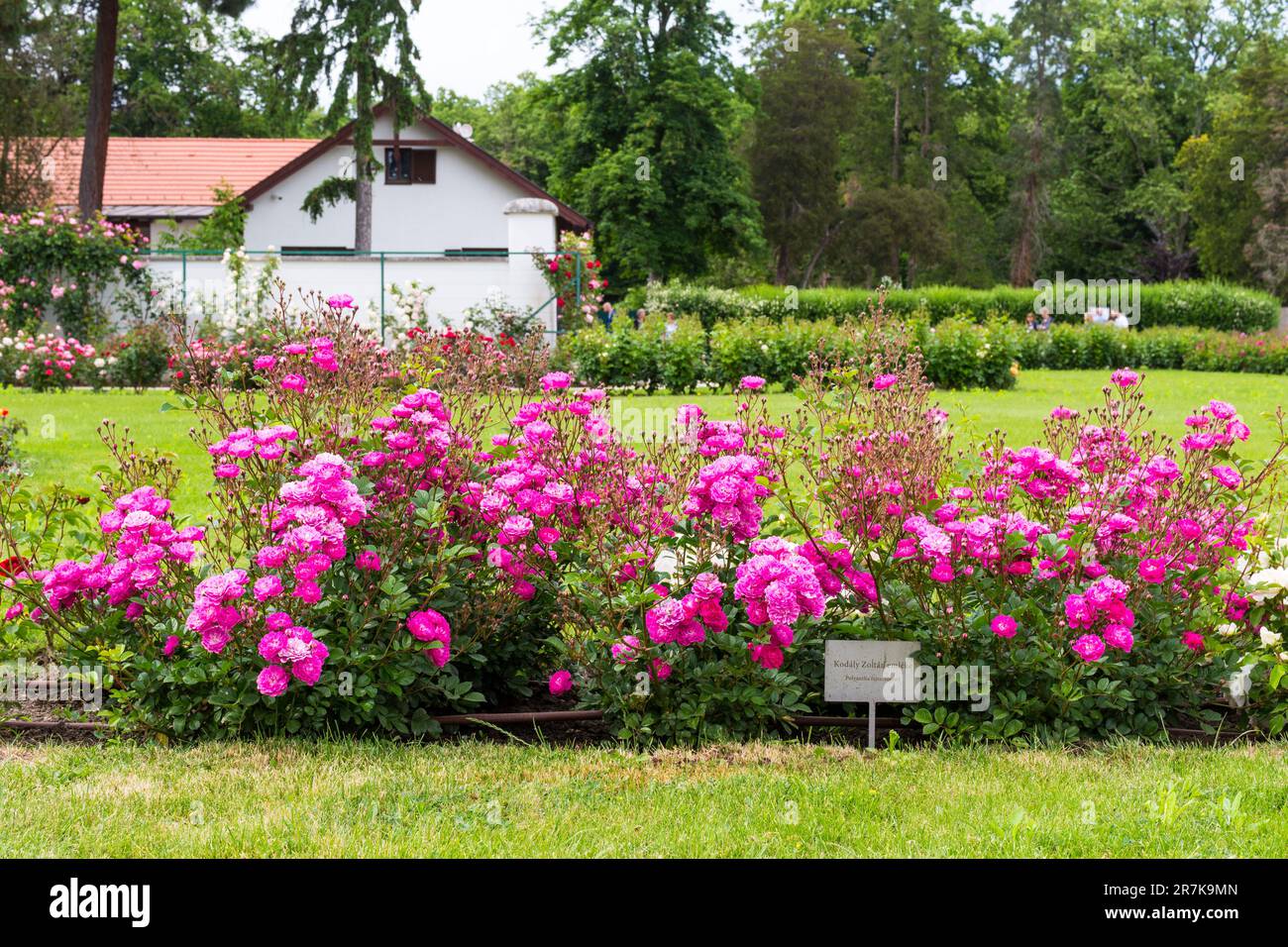 'Kodaly Zoltan emleke' rose in Countess Margit Cziraky Rose Garden ...
