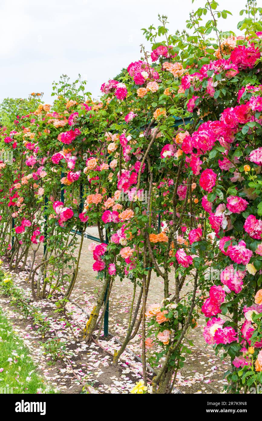 Rose arbour hi-res stock photography and images - Alamy