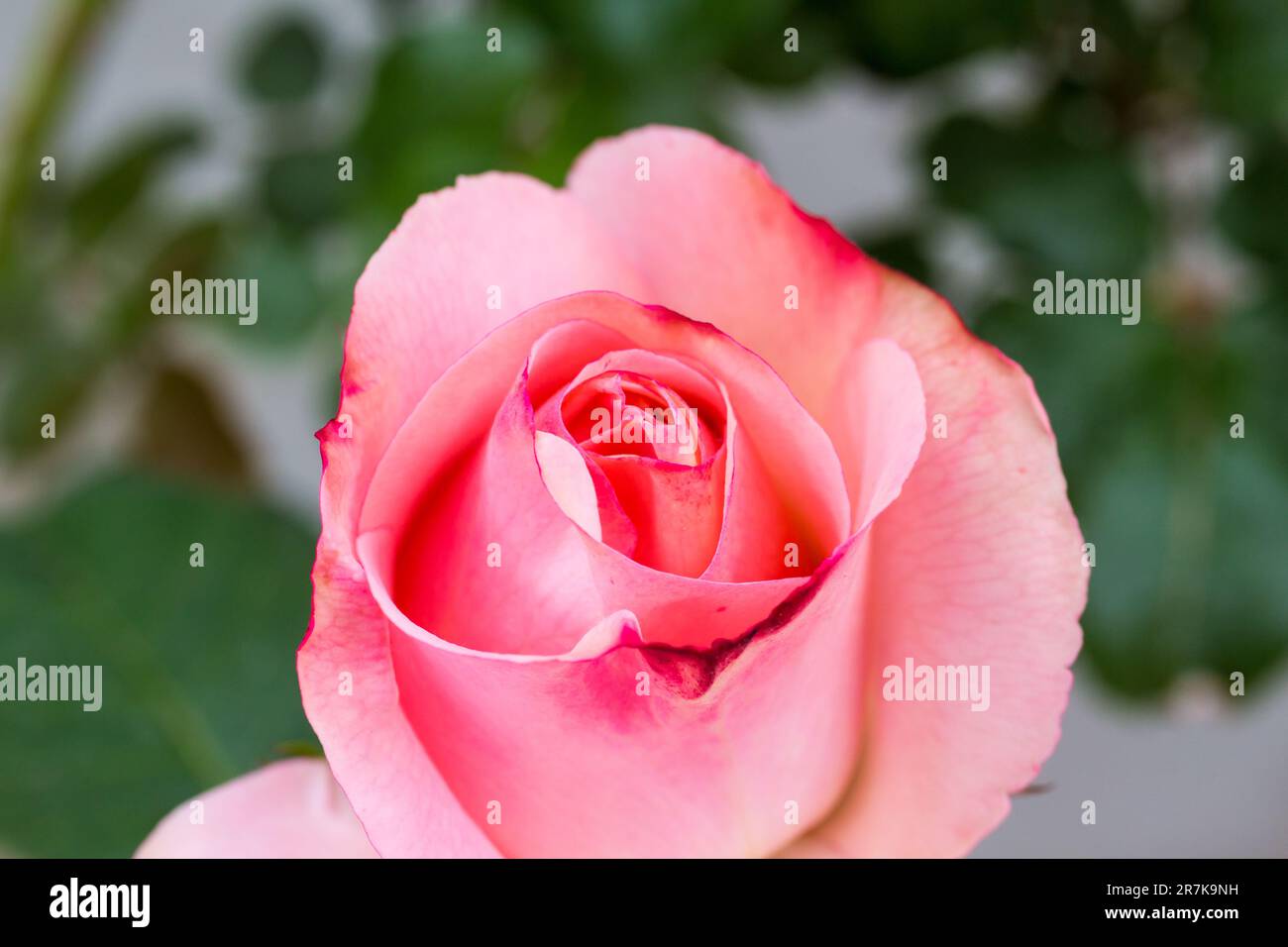 'Kukk' hybrid tea rose in Countess Margit Cziraky Rose Garden, founded ...