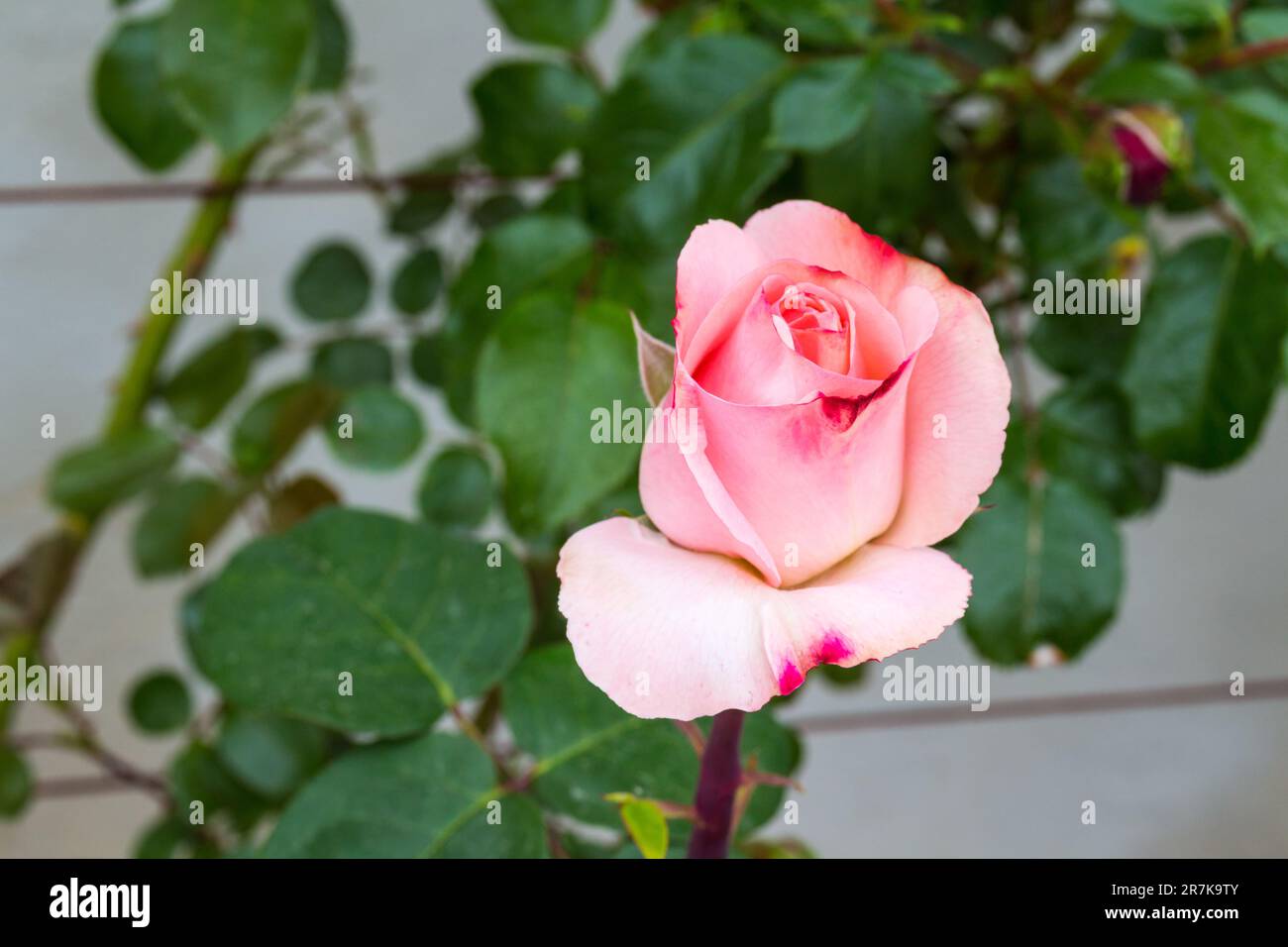 'Kukk' hybrid tea rose in Countess Margit Cziraky Rose Garden, founded ...