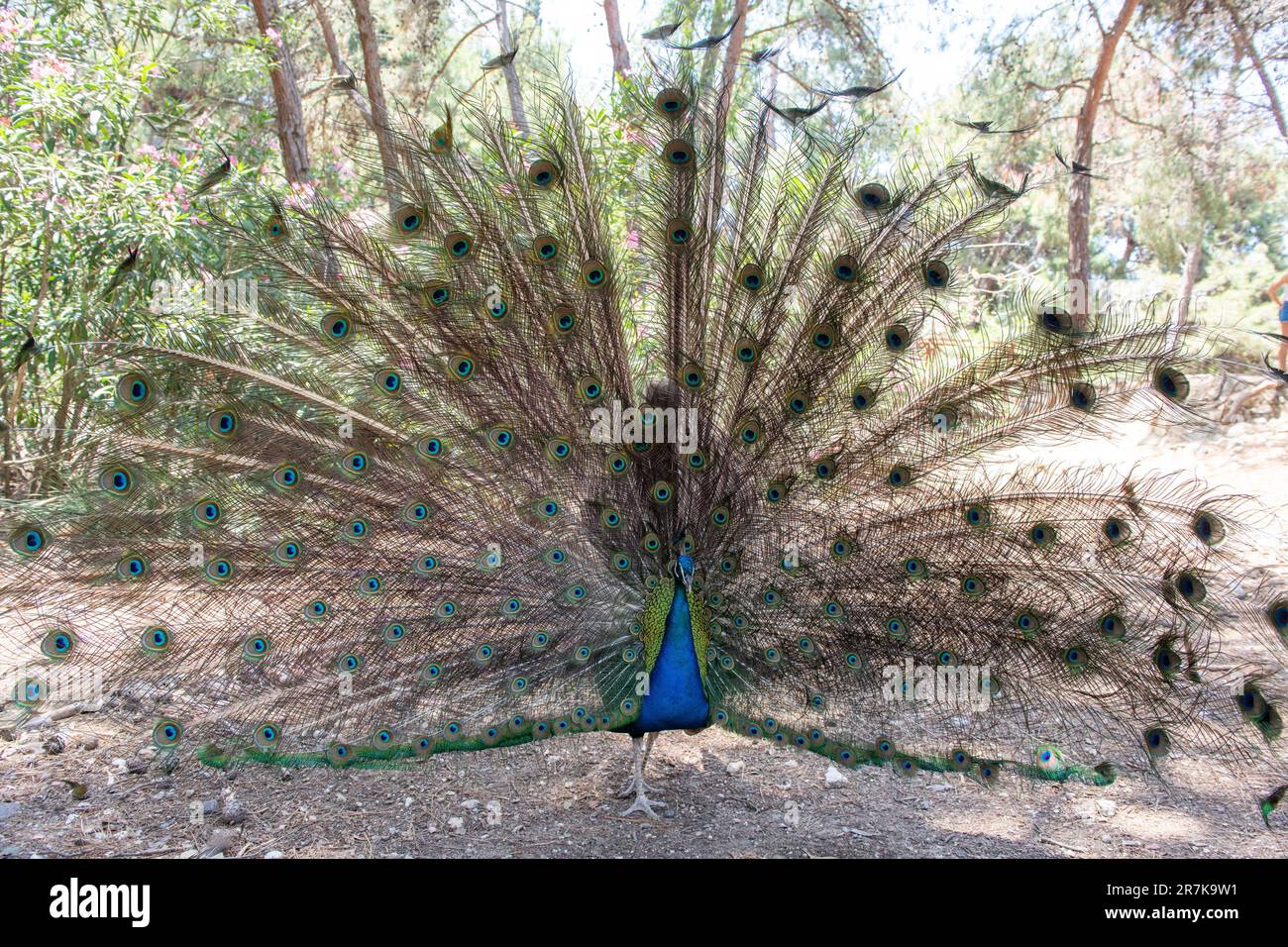 Peacocks in Plaka Forest on the Island of Kos Greece Europe EU Stock ...