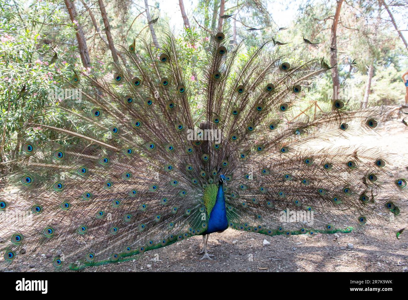 Peacocks in Plaka Forest on the Island of Kos Greece Europe EU Stock ...
