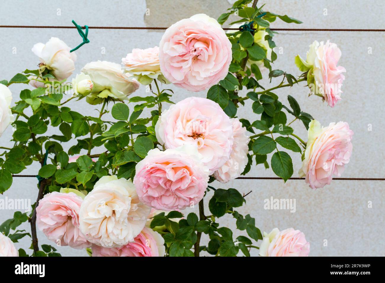 'Pierre de Ronsard' rose in Countess Margit Cziraky Rose Garden ...
