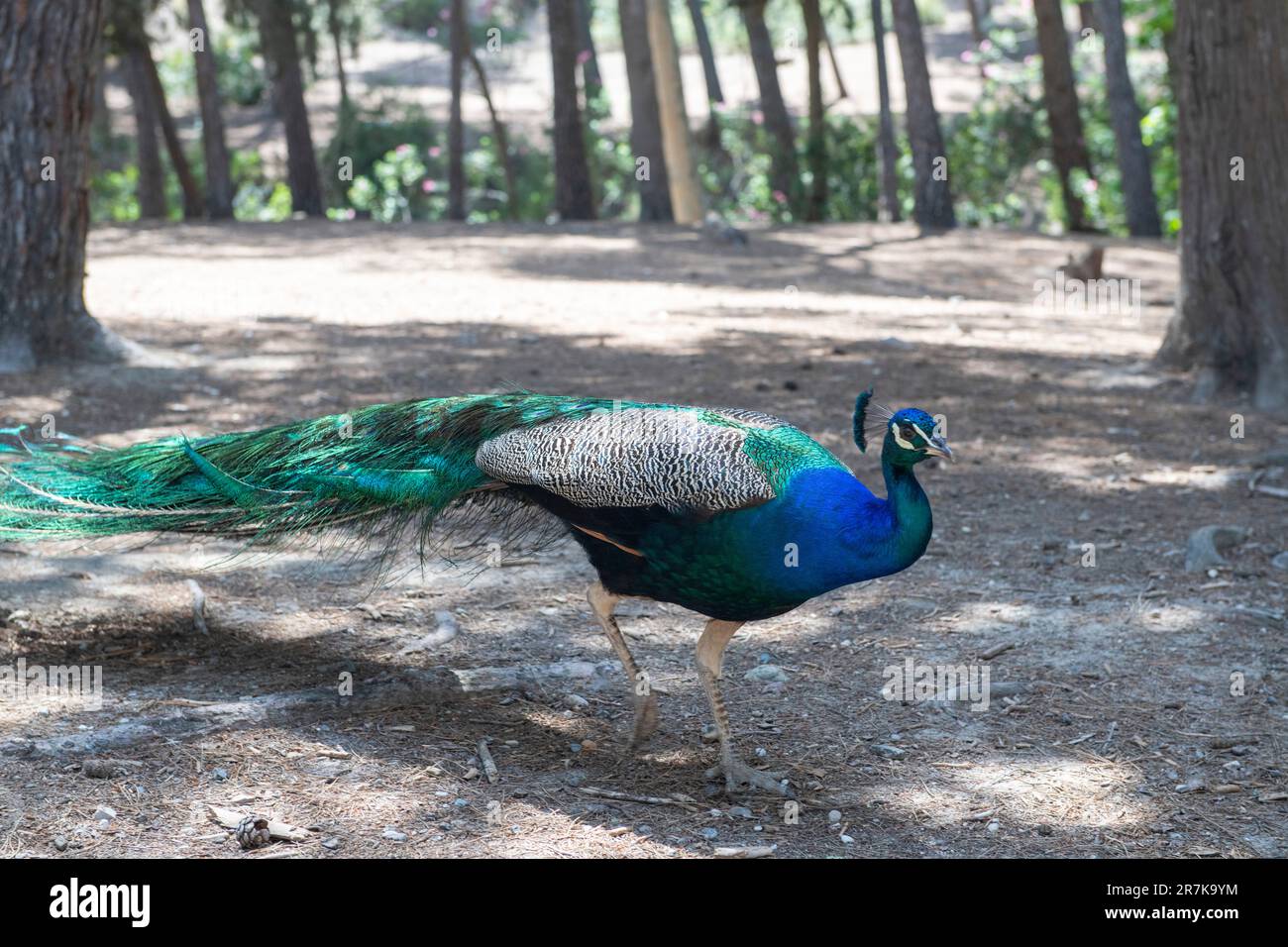 Peacocks in Plaka Forest on the Island of Kos Greece Europe EU Stock ...