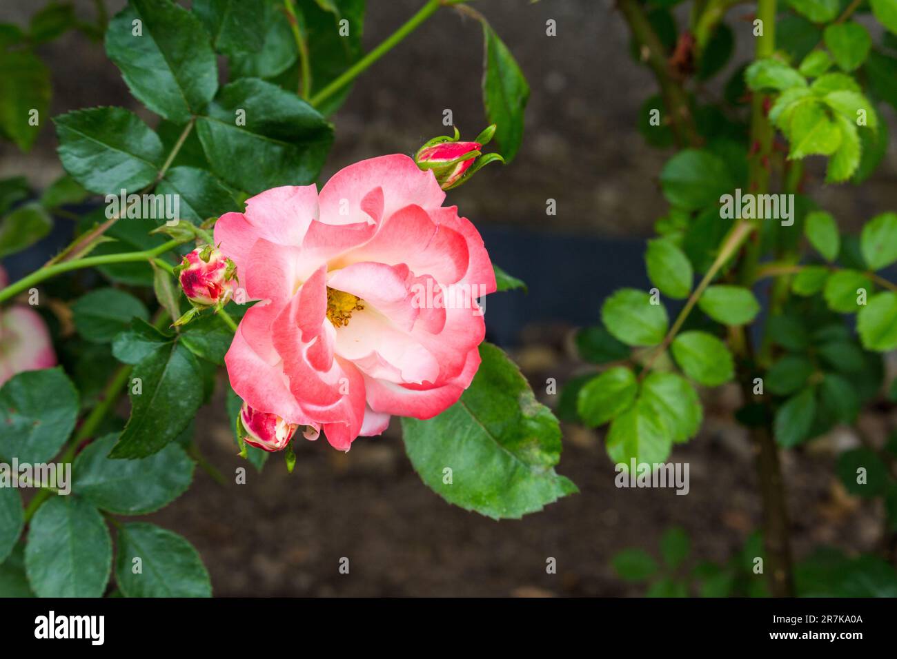 'Peache Melba' rose in Countess Margit Cziraky Rose Garden, founded in ...