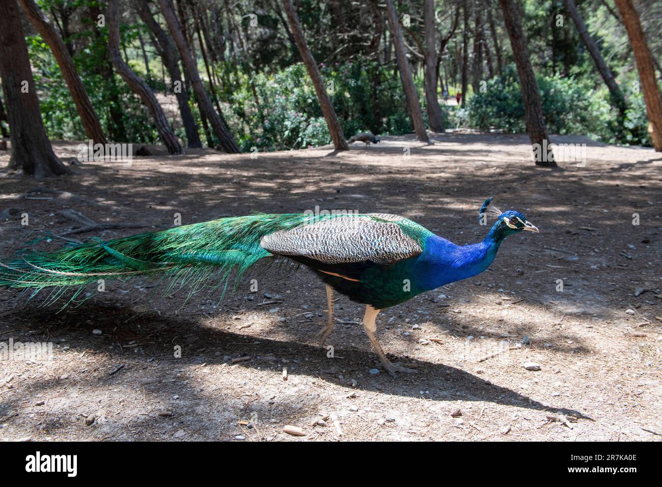 Peacocks in Plaka Forest on the Island of Kos Greece Europe EU Stock ...