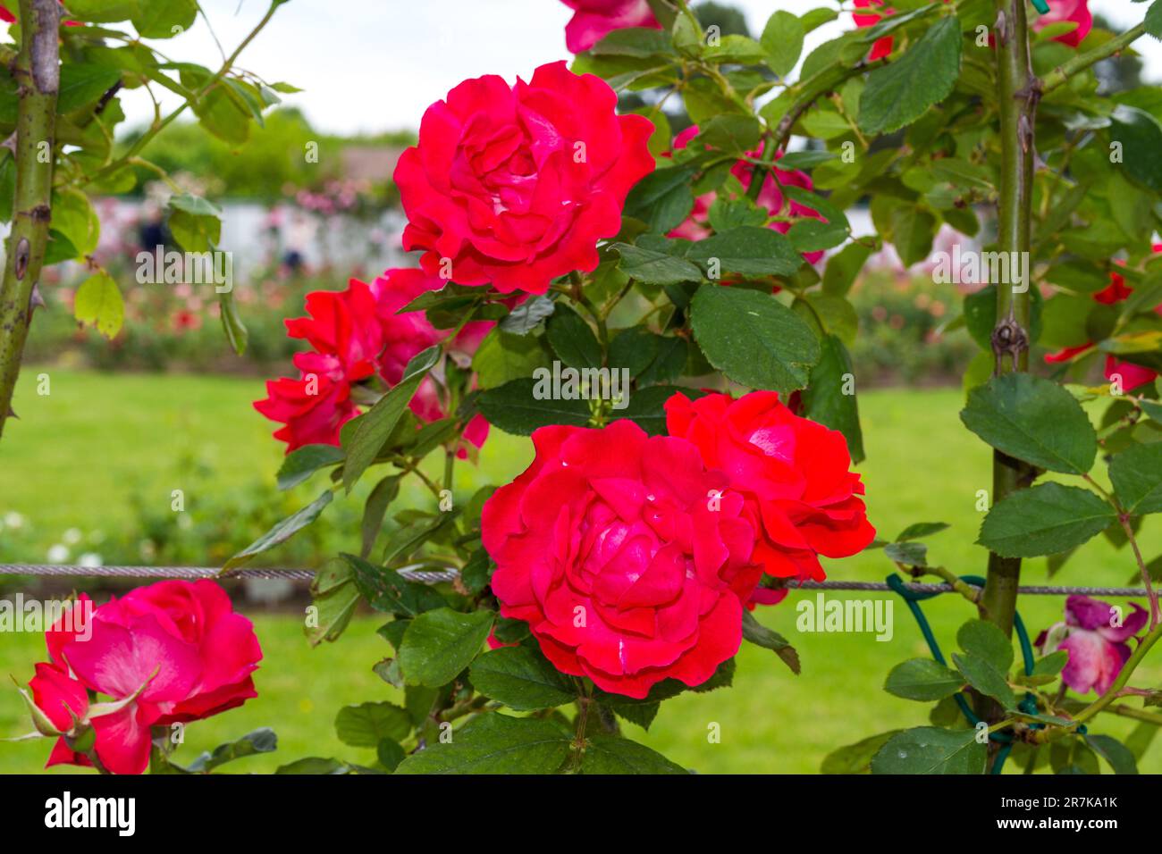 'Crimson rambler' rose in Countess Margit Cziraky Rose Garden, founded ...