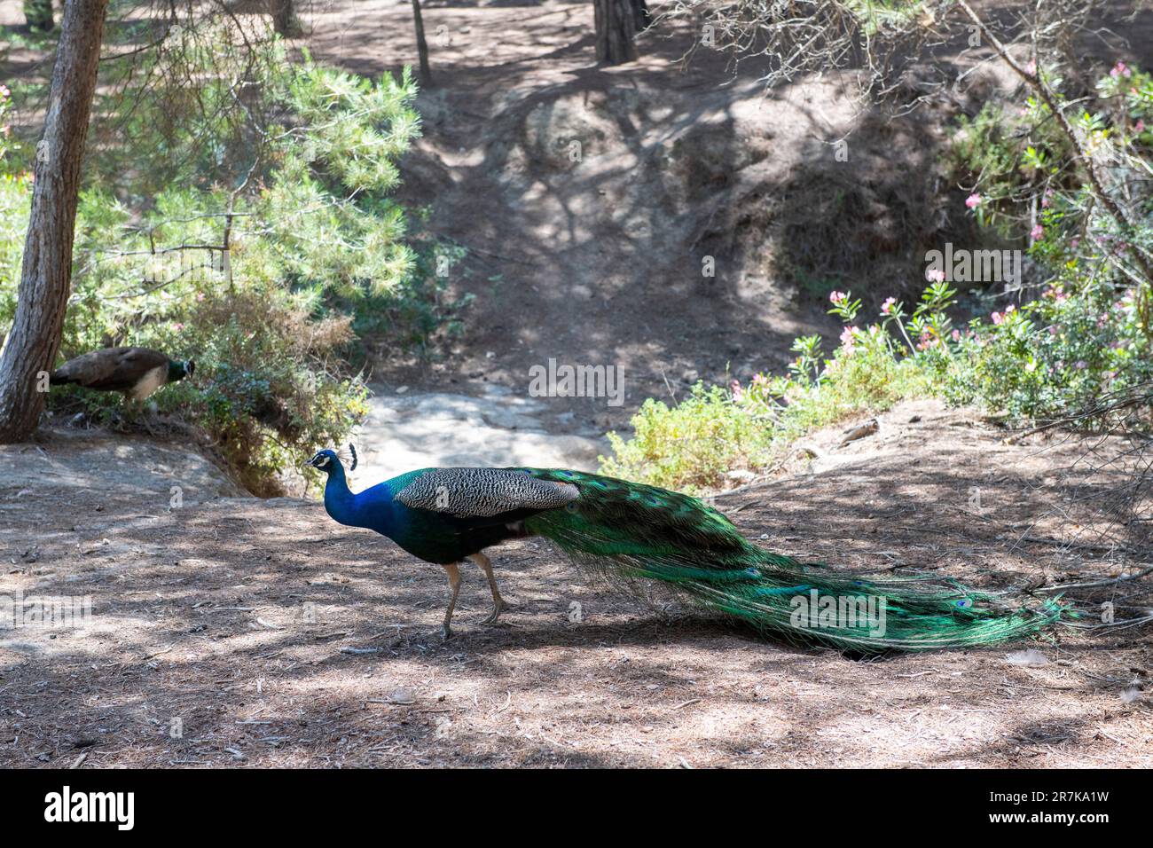 Peacocks in Plaka Forest on the Island of Kos Greece Europe EU Stock ...