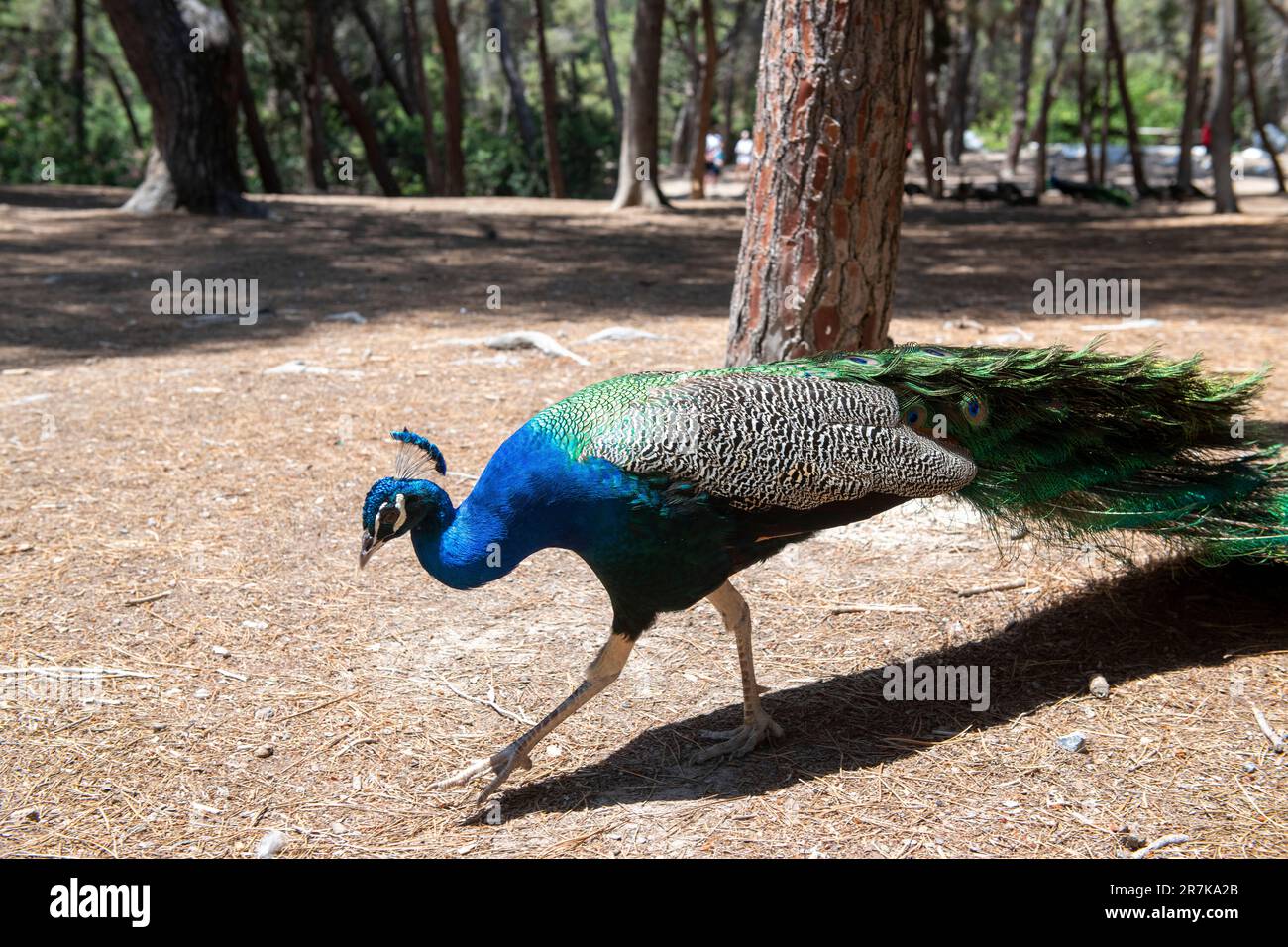 Peacocks in Plaka Forest on the Island of Kos Greece Europe EU Stock ...