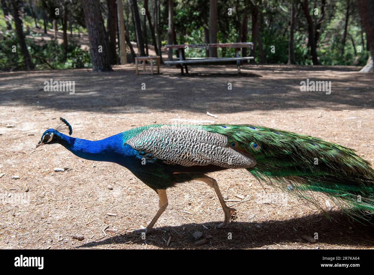 Peacocks in Plaka Forest on the Island of Kos Greece Europe EU Stock ...