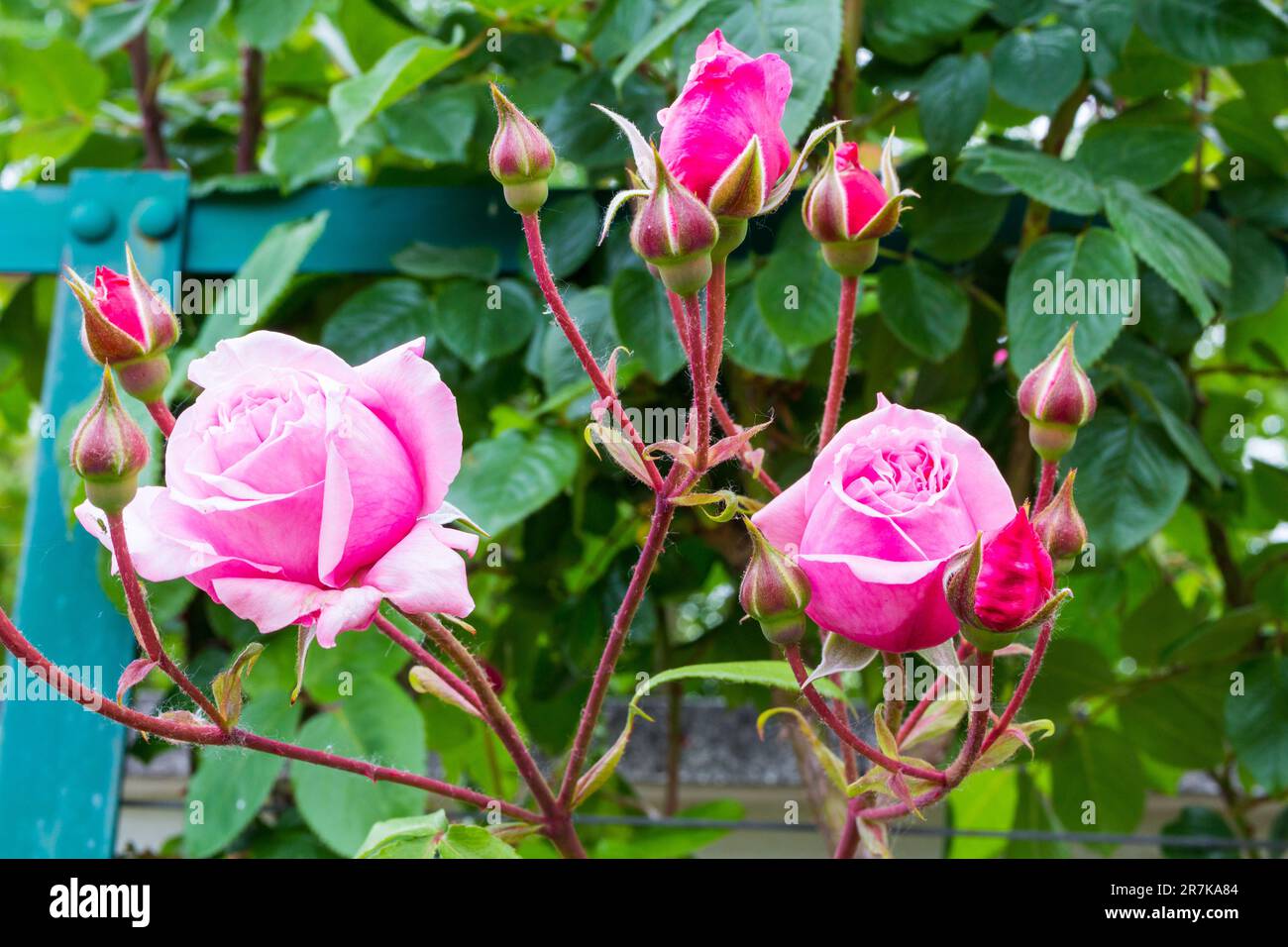 'Kiss me Kate' rose in Countess Margit Cziraky Rose Garden, founded in ...
