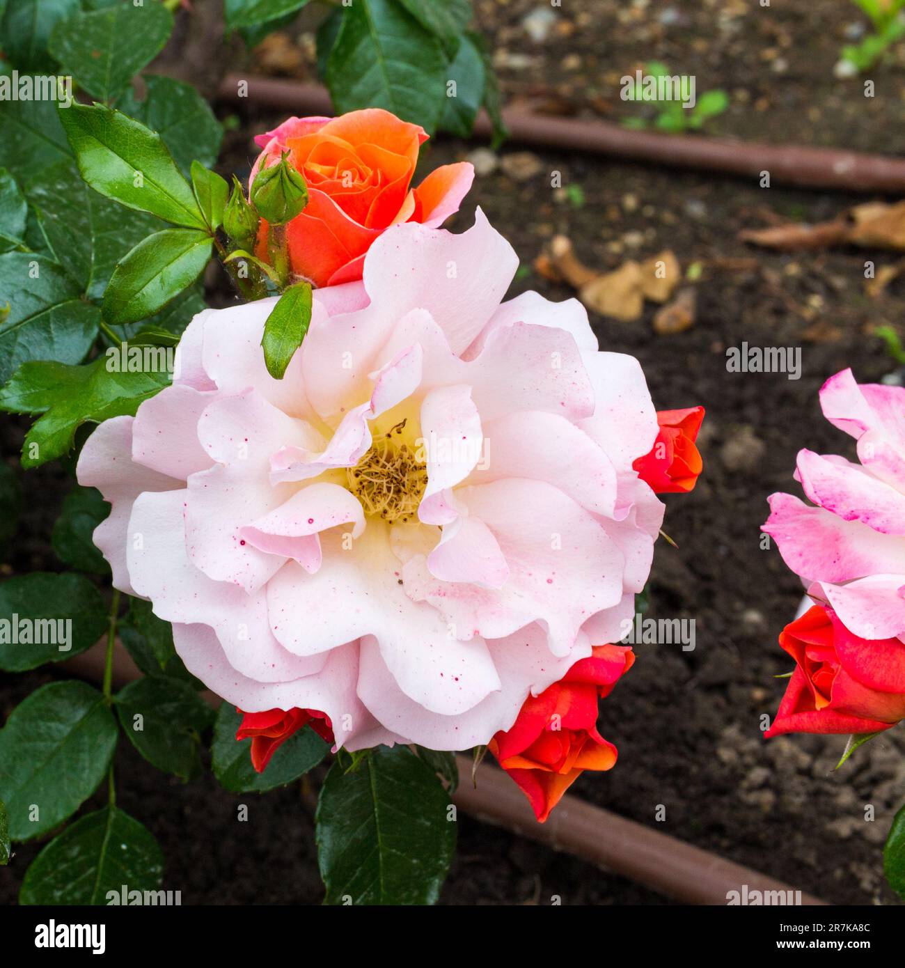 Apricola hi-res stock photography and images - Alamy