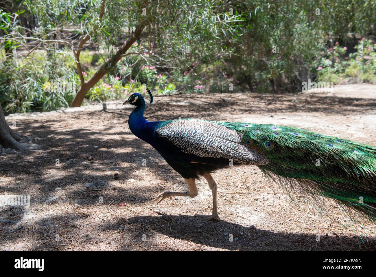 Peacocks in Plaka Forest on the Island of Kos Greece Europe EU Stock ...