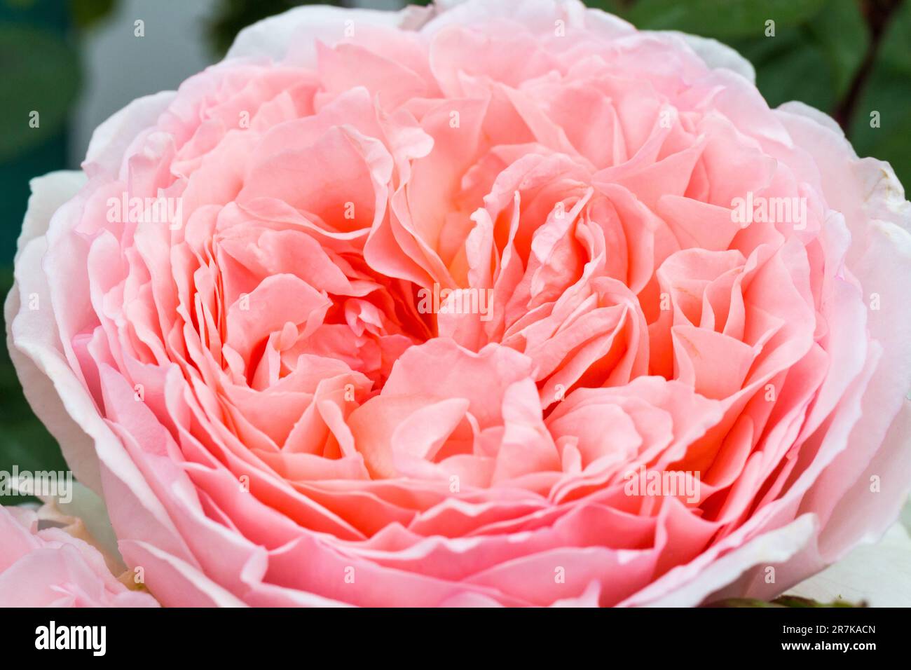 Closeup of 'Botero' rose in Countess Margit Cziraky Rose Garden ...