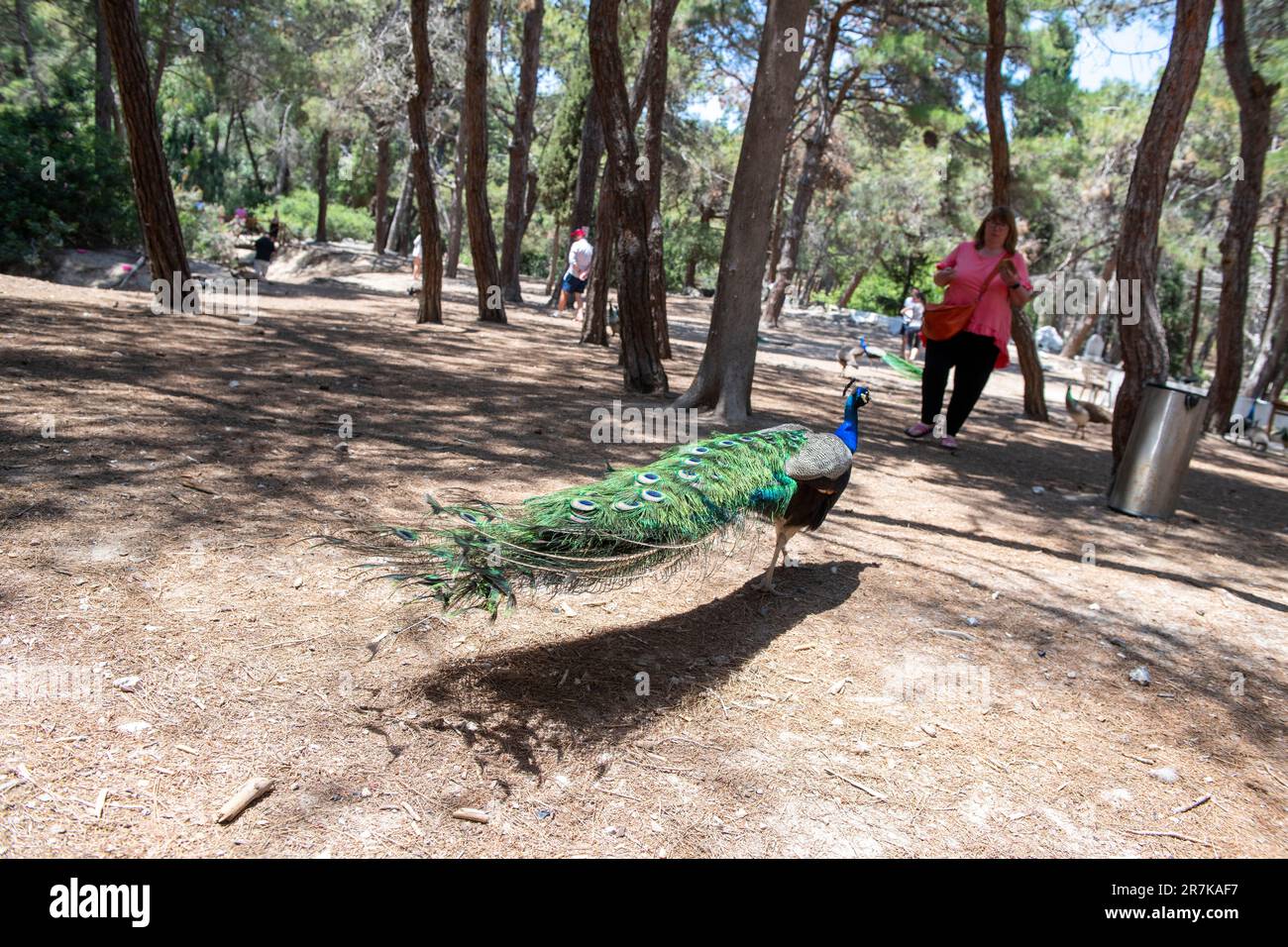 Peacocks in Plaka Forest on the Island of Kos Greece Europe EU Stock ...