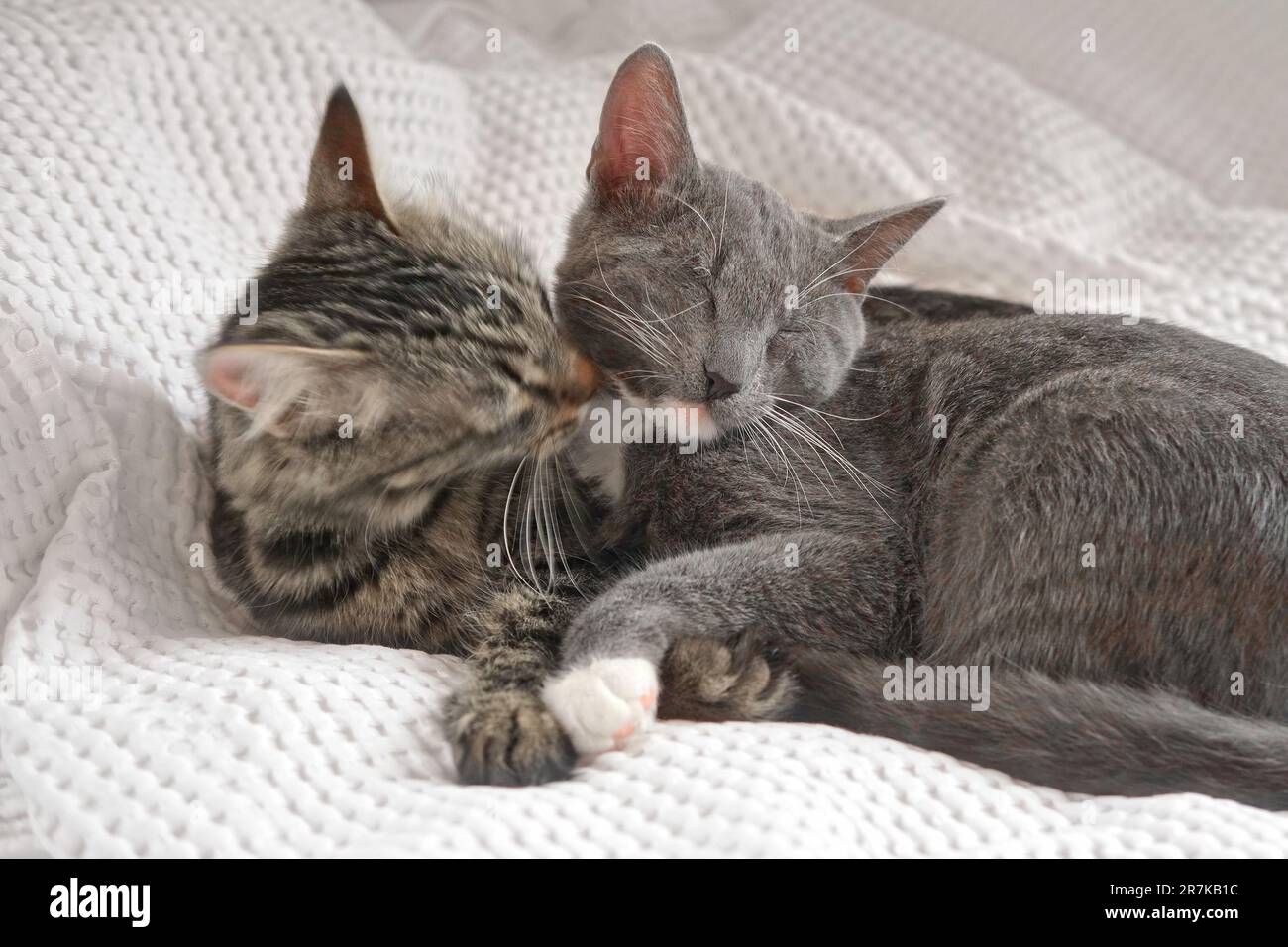 Two cats cuddling on white blanket at home. Cute domestic striped ...