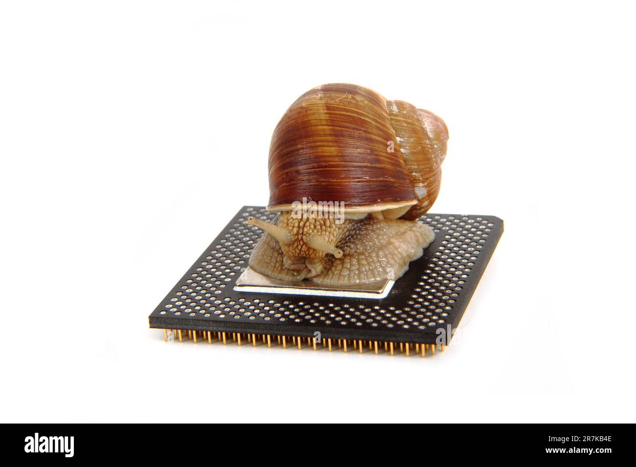 snail isolated on the computer heart isolated on the white background ...