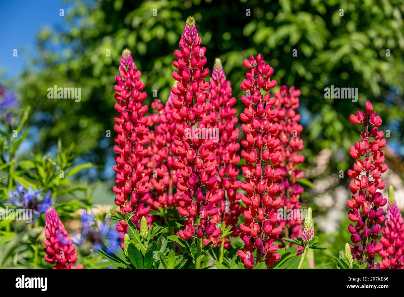 Lupinus russell hybrid hi-res stock photography and images - Alamy